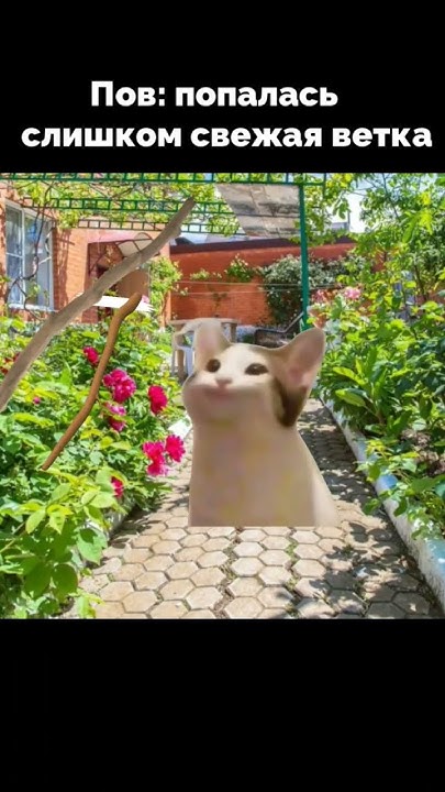 "Бензопила" #мем #мемы #memes #прикол #cat #кот - YouTube