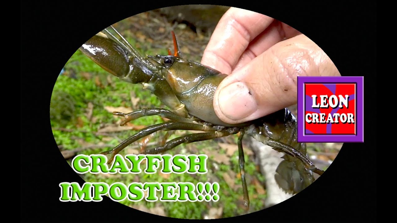 UK Pond Dipping SIGNAL CRAYFISH (invasive) on the Basingstoke Canal ...