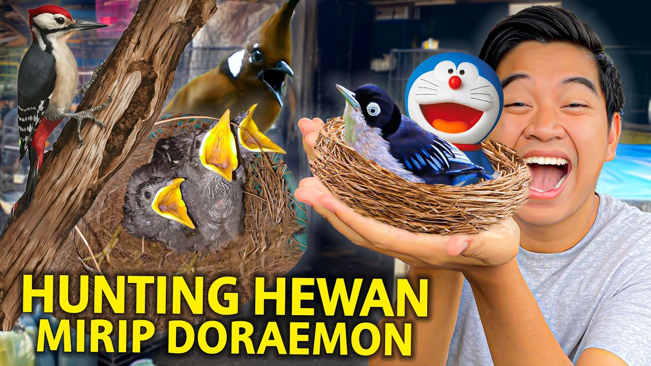 BELI BURUNG DORAEMON GACOR! TERNYATA ADA BURUNG SEUNIK INI! - YouTube