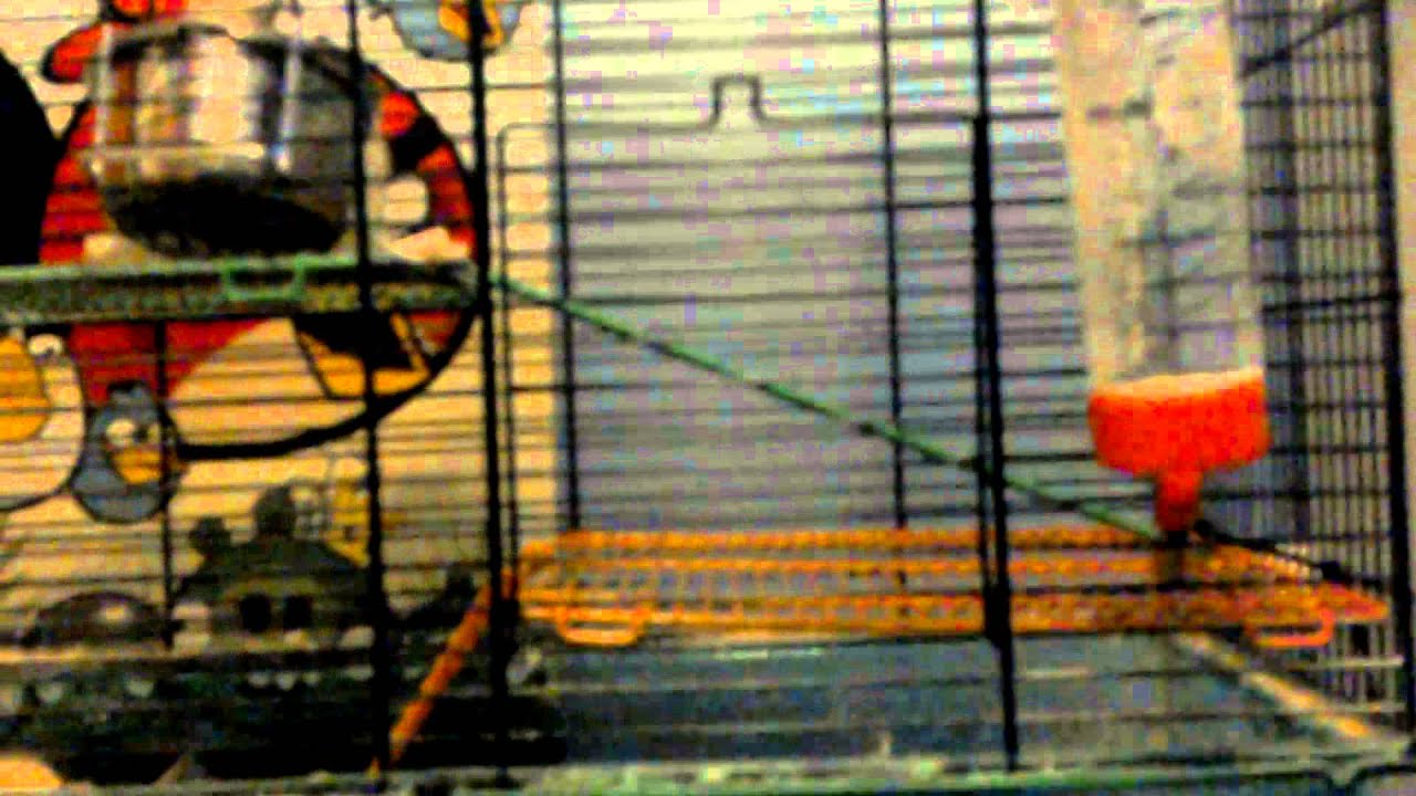 My first ever video of my super gerbils - YouTube