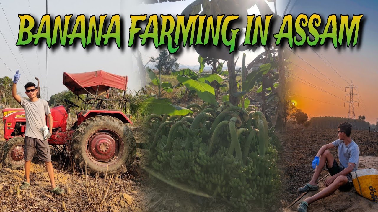 Banana Farming in Assam - YouTube