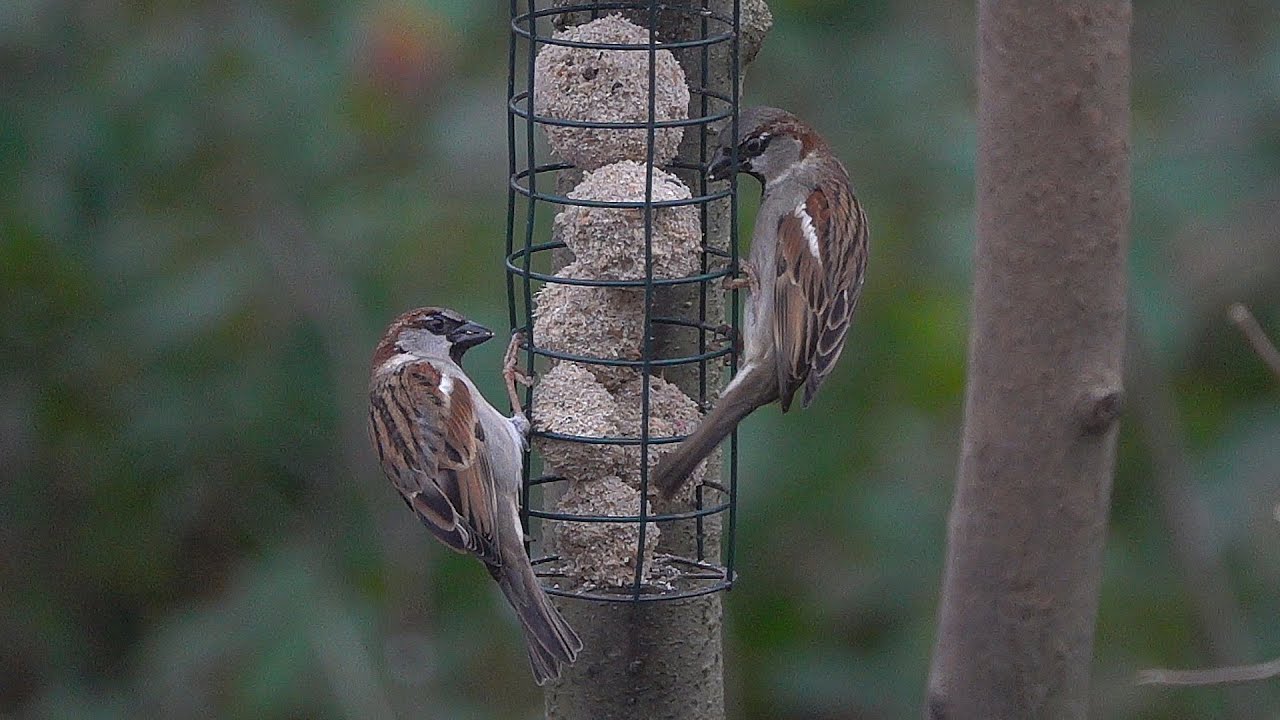 RSPB BigGarden BidWatch - House Sparrows - 2020 - YouTube