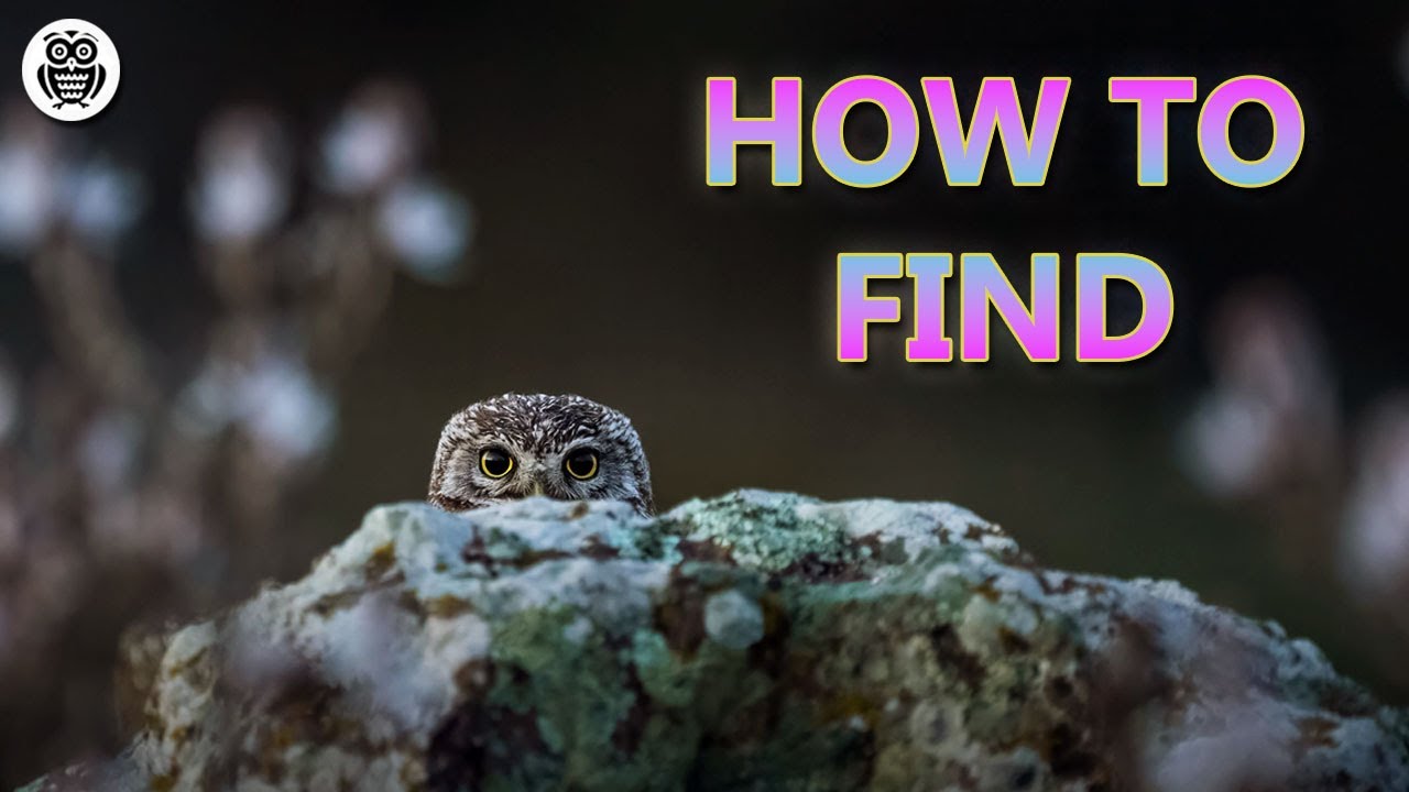 How to Find and Photograph Little Owls - YouTube