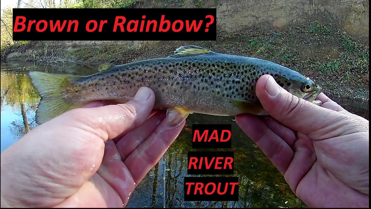 Brown or Rainbow? - Mad River Trout - YouTube