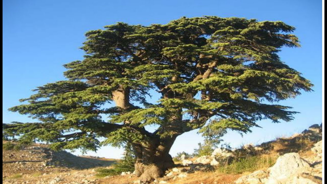 Cedrus deodara Tree By #Tipsandinfotube# - YouTube