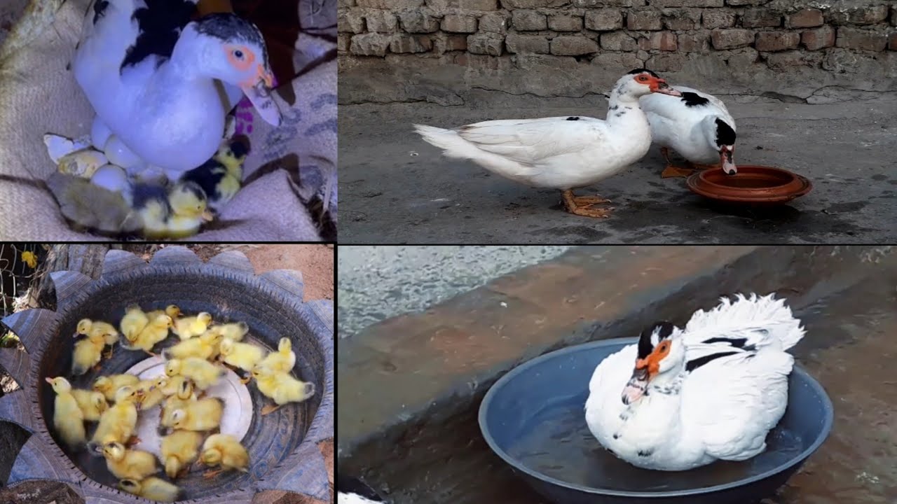 Muscovy ducks Information about muscovy ducks/duck farming in Pakistan ...