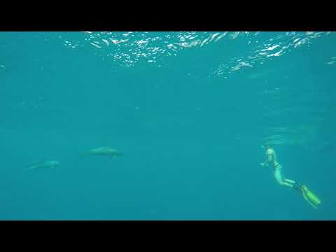 auf dem Weg zur Salem Express/Shaab Sheer - ein paar Delfine