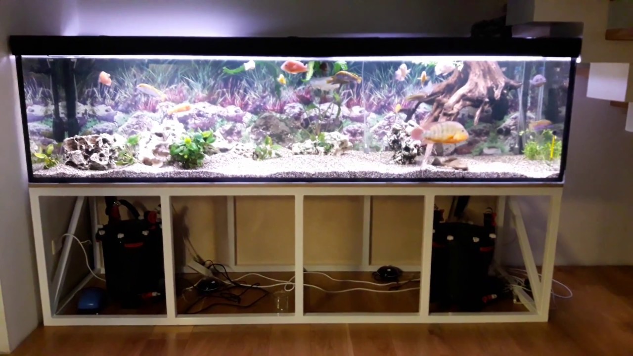 American cichlids and Malawi cichlids 1000 litres aquarium Tank - YouTube