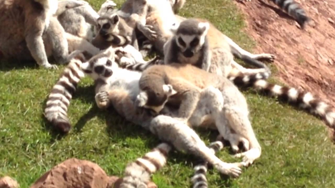 Lemur Monkey having the time of his life - YouTube