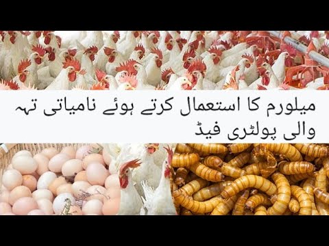 Layer poultry organic feed formulation - YouTube