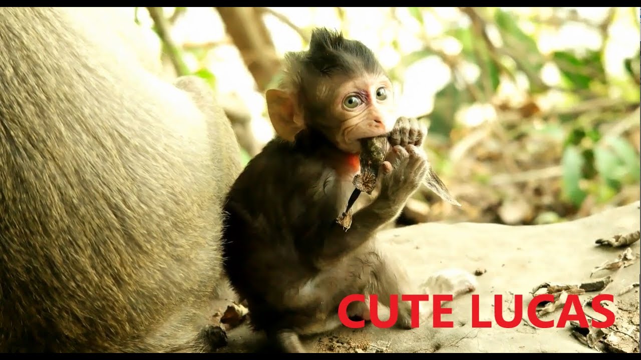 Super Strong LUCAS follow Mom to get fruit on tree, Poor baby LUCAS ...