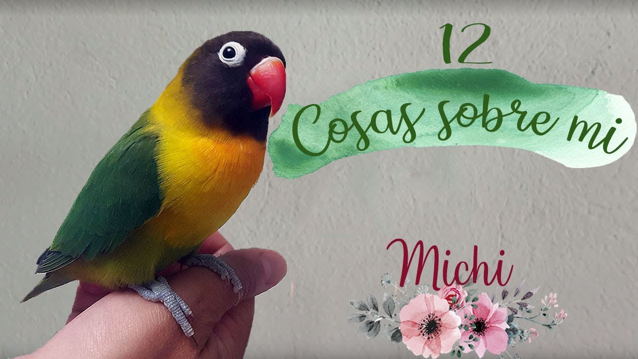 ¡12 COSAS SOBRE MICHI! - YouTube