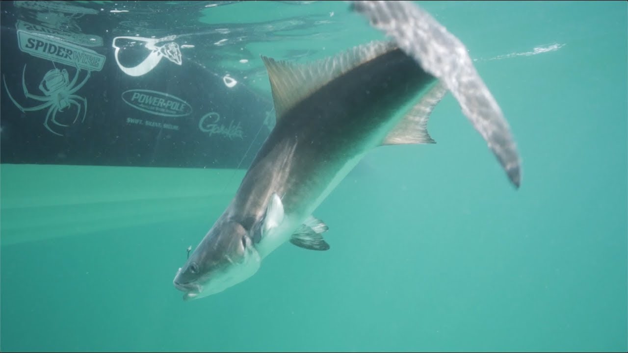 EPIC COBIA FISHING TRIP (Tripling Up On Cobia With Capt. Peter Deeks ...