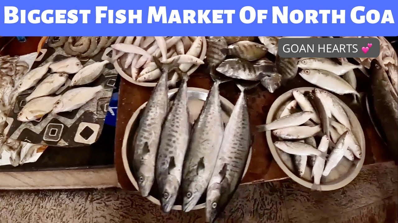 Biggest Fish Market Of North Goa 🦐🦑🦀🐟🐠🦈I Mapusa Fish Market I ...