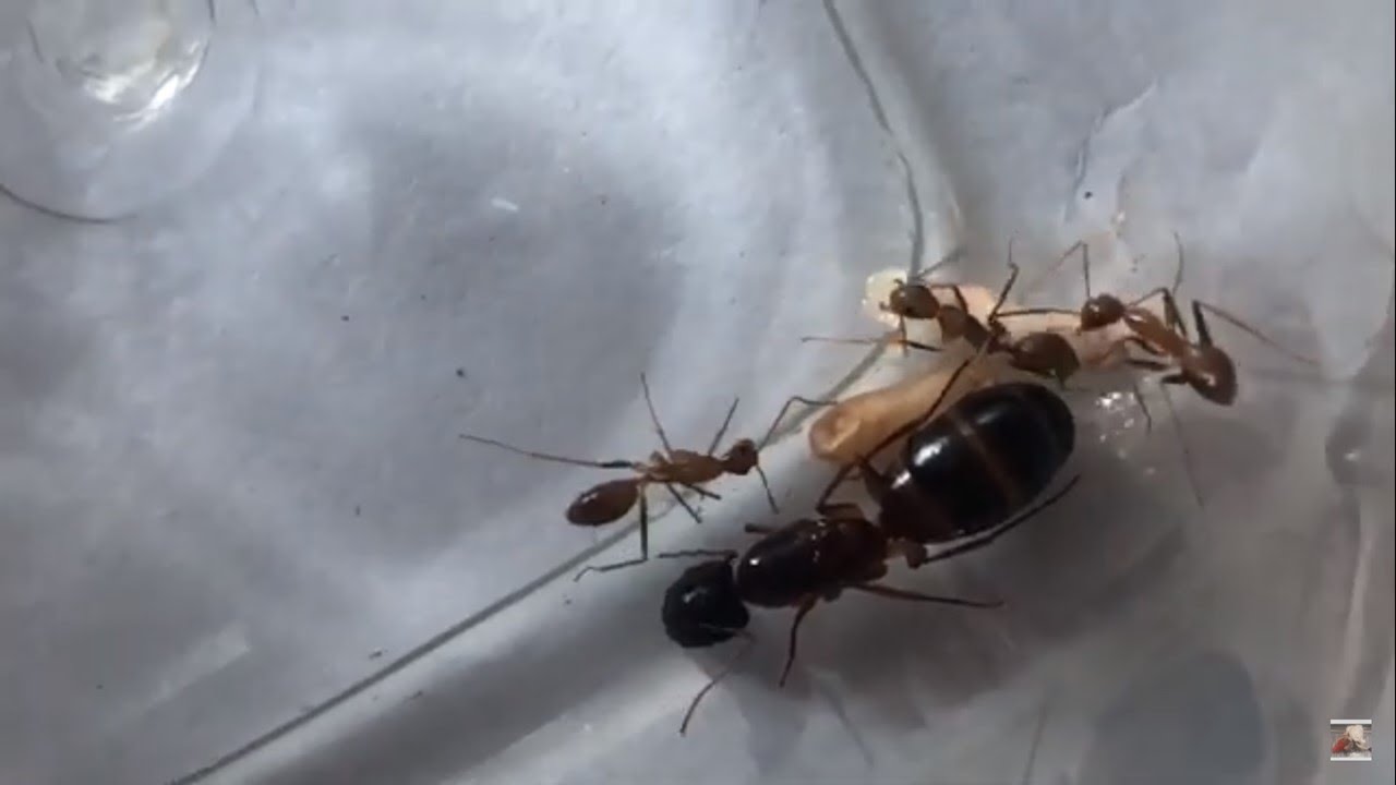 Ant Colony Starts to Takes Off - YouTube