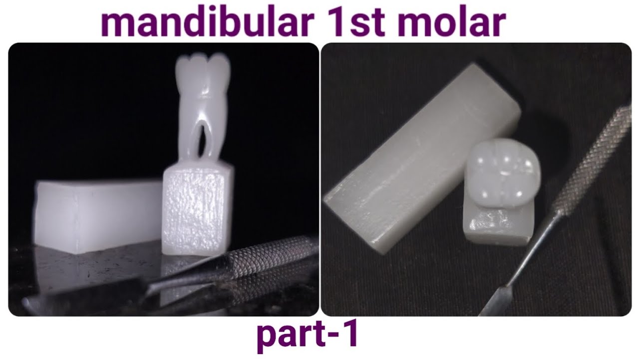 carving mandibular first molar , part-1 #bds#dentistry#art#carving# ...