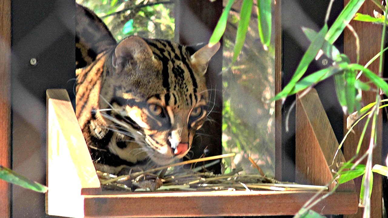 Ocelot in 4K Ultra HD - Raw Video - YouTube