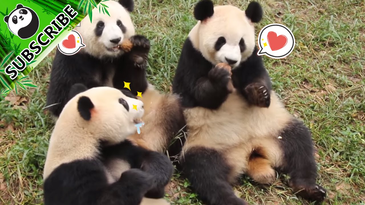 Panda likes mooncake, especially on Mid-Autumn Festival | iPanda - YouTube