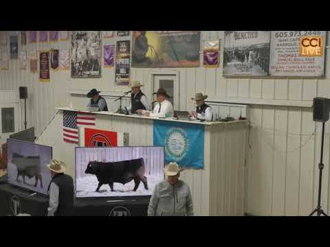Thomas Ranch Annual Bull and Female Sale, Harrold, SD - YouTube