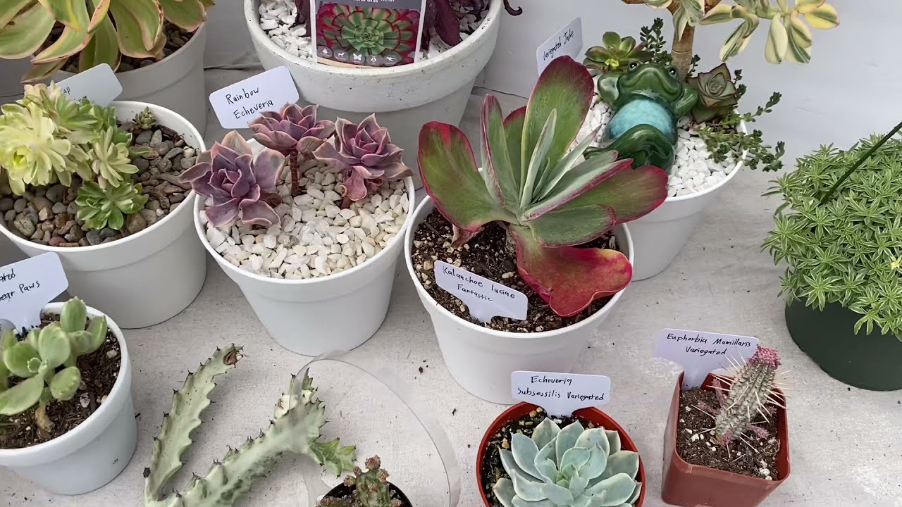 Mis 10 Suculentas Variegadas #retosucusvariegadas (challenge of my 10 ...