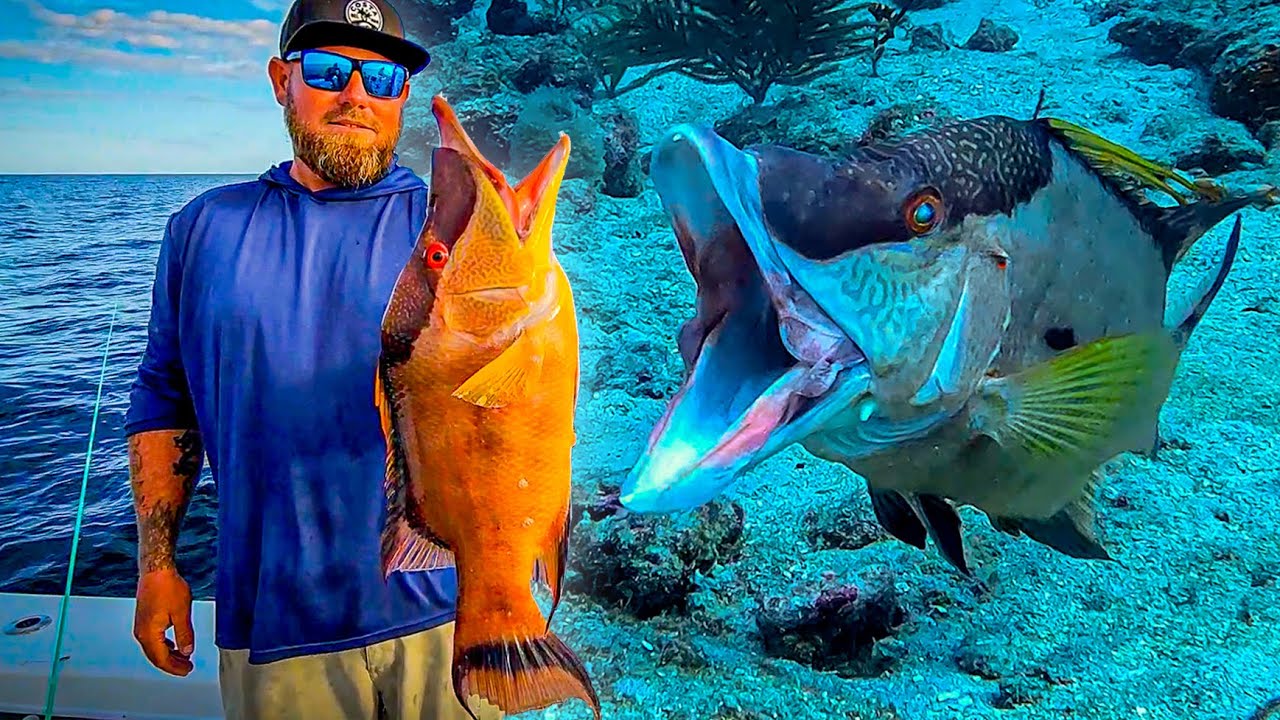 ALIEN Like Fish CAUGHT Hook 'n Line Fishing - Hogfish - YouTube