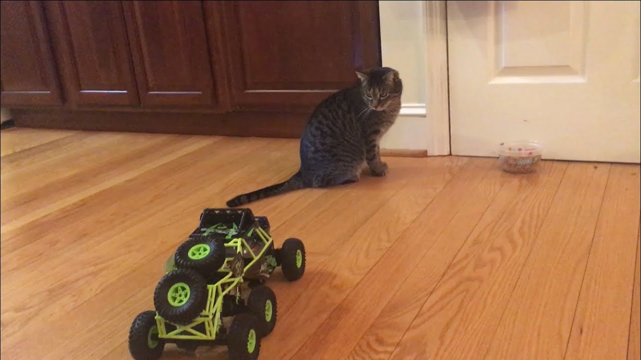 rc car VS cats - YouTube