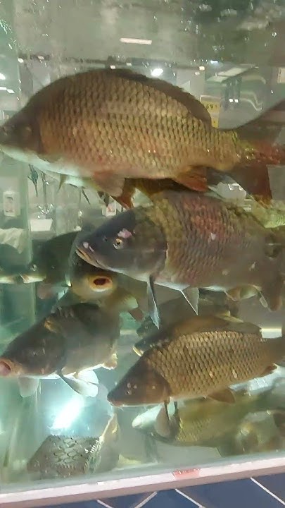 Живой Карп🔥🐟 Измайлово - YouTube
