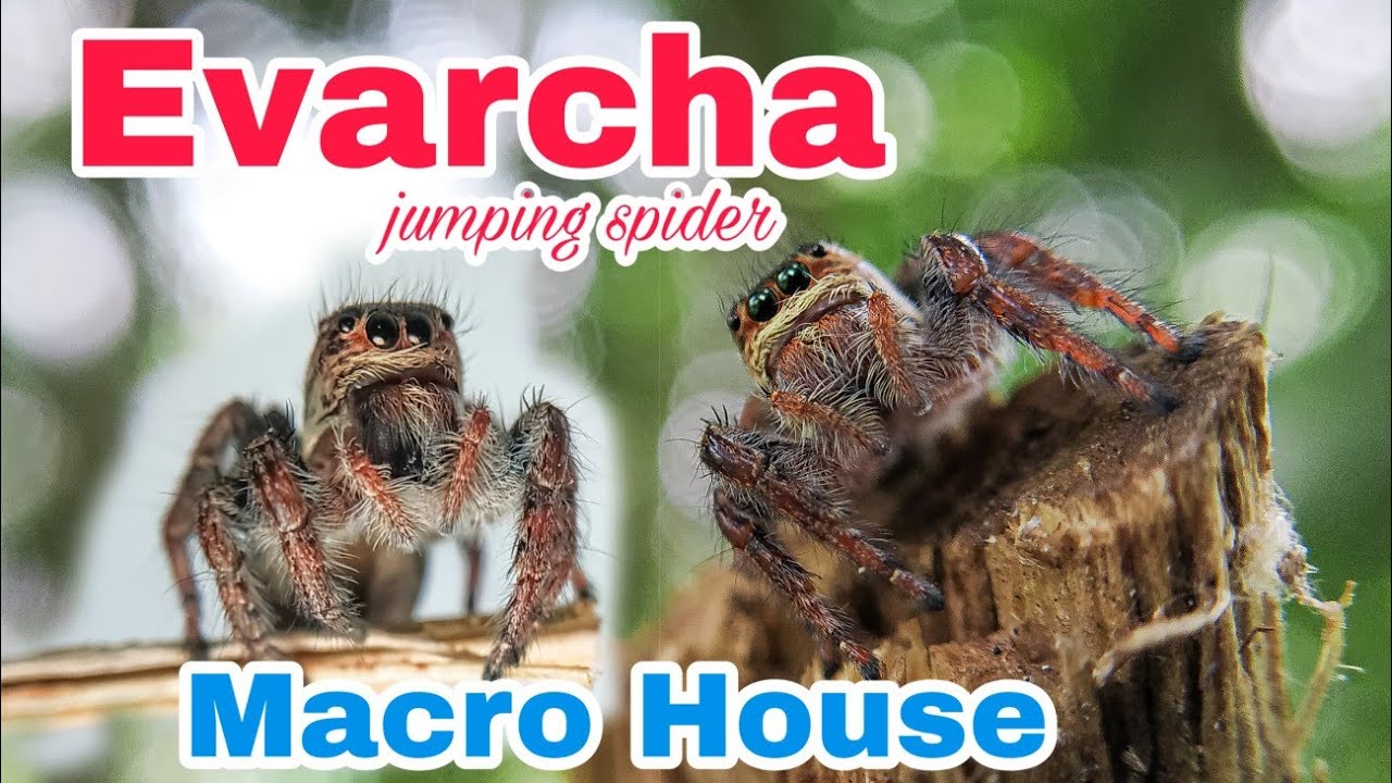 Evarcha | Jumping spider | Macro House - YouTube