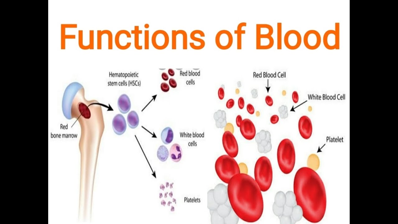 FUNCTIONS OF BLOOD, TRANSPORT OF SUBSTANCES THROUGH BLOOD, PROTECTIVE ...
