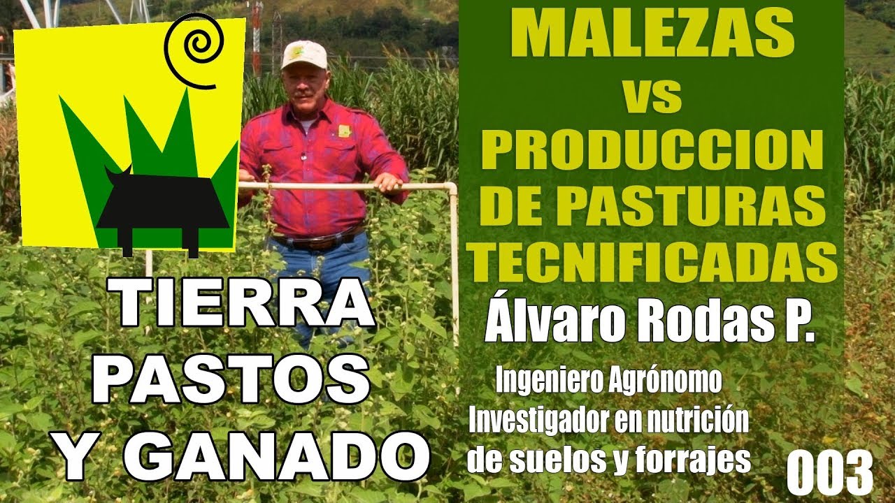 Malezas Vs Producción de pasturas tecnificadas - YouTube