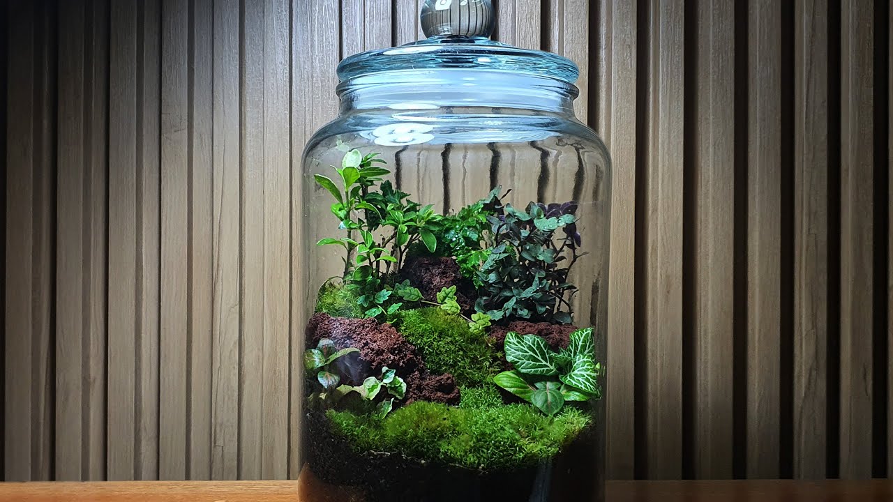 How to make a Terrarium using Red Vulcanic Rocks and various plants ...
