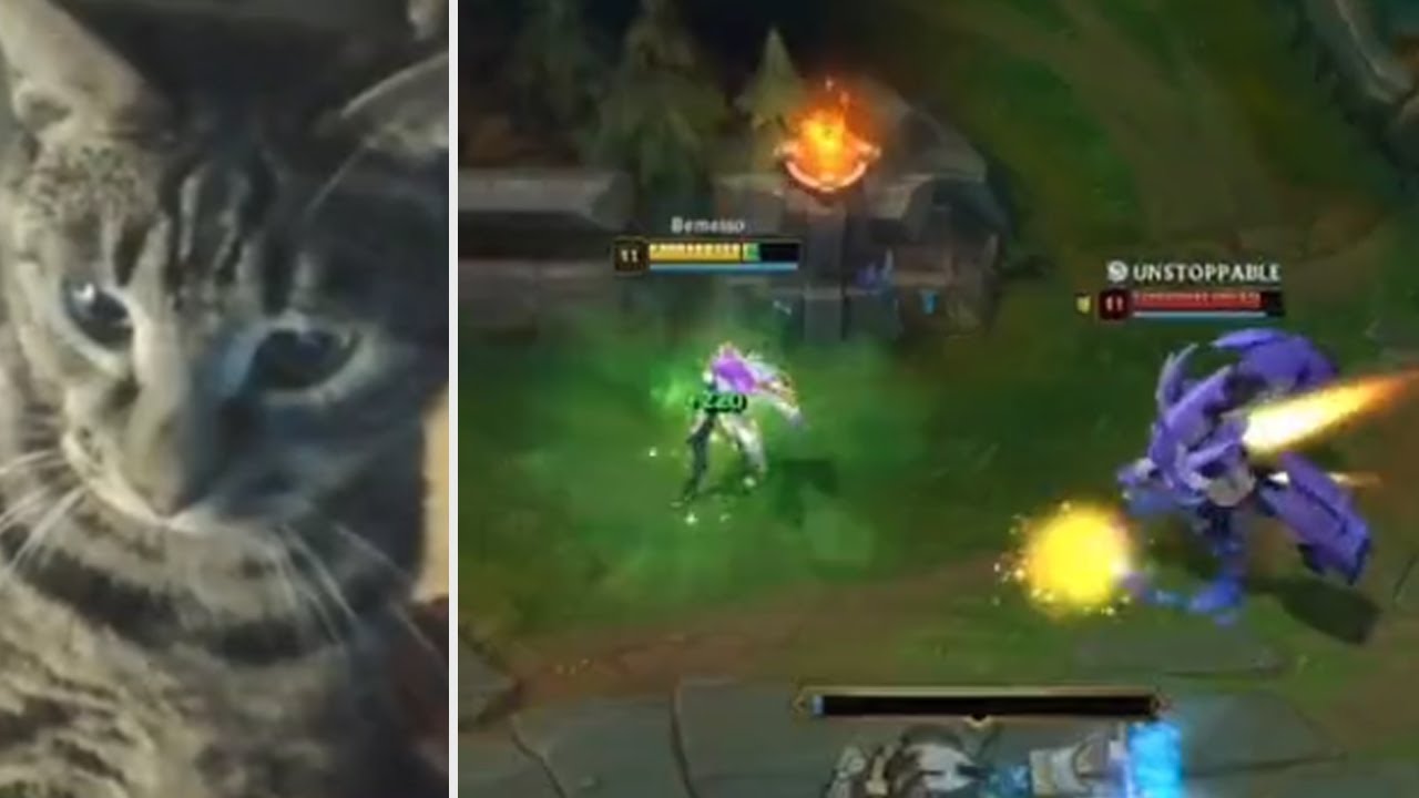 This cat is better at League of Legends than you.. - YouTube