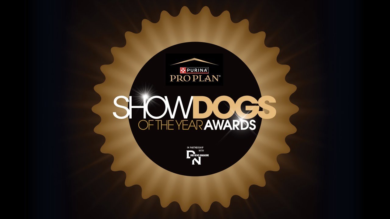 Show Dogs Of The Year Awards - YouTube