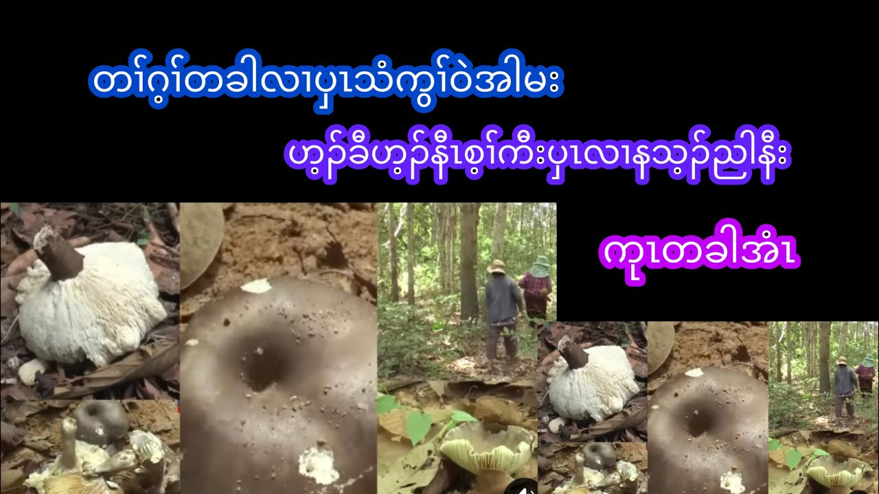 ကုၤတခါအံၤမၤတၢ်ဆူၣ်မး Youtube