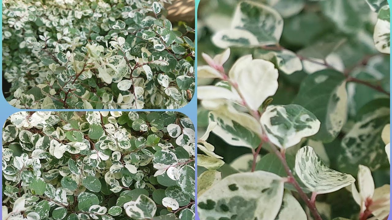 385.Beautiful plant Snow Bush . - YouTube