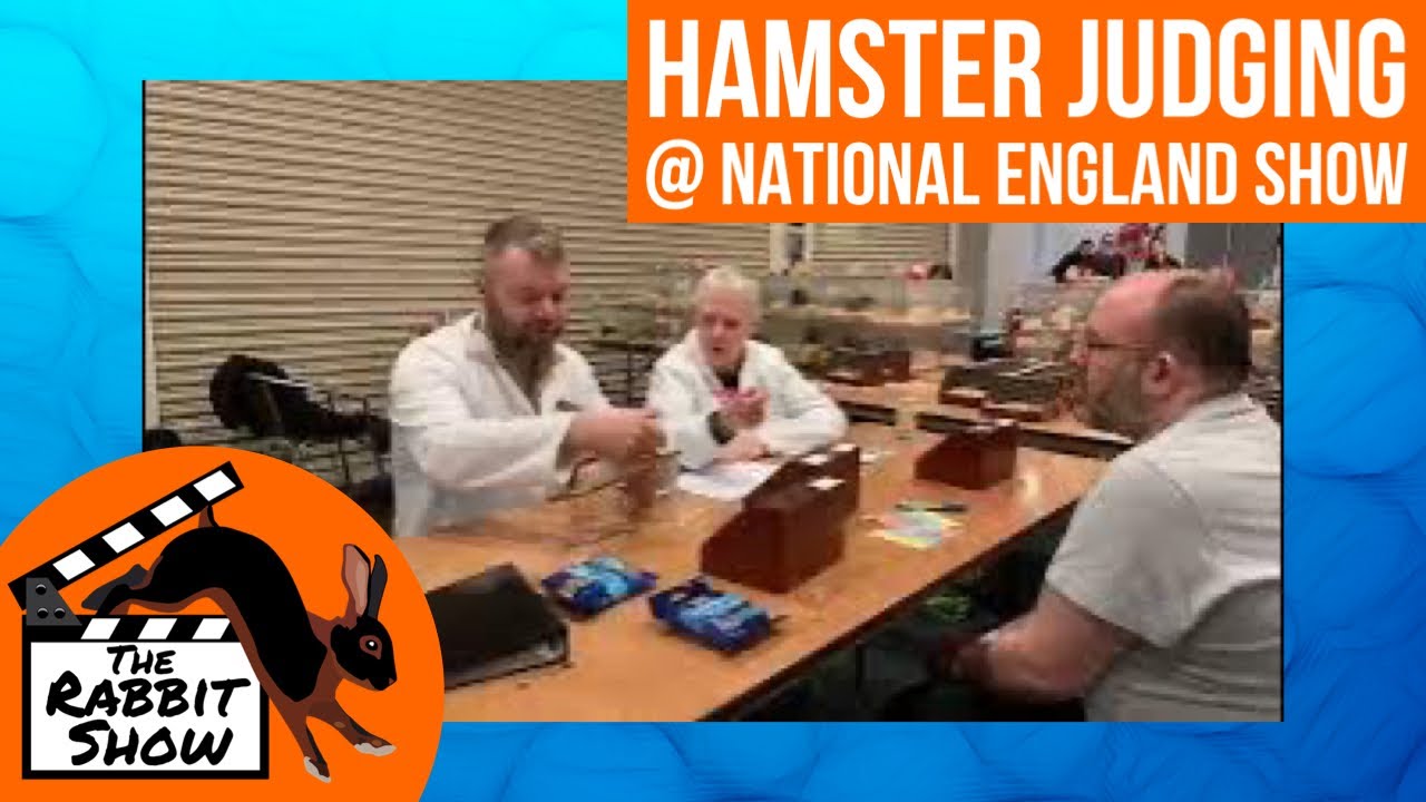Hamster Judging LIVE @ Bradford | England's National Show - YouTube