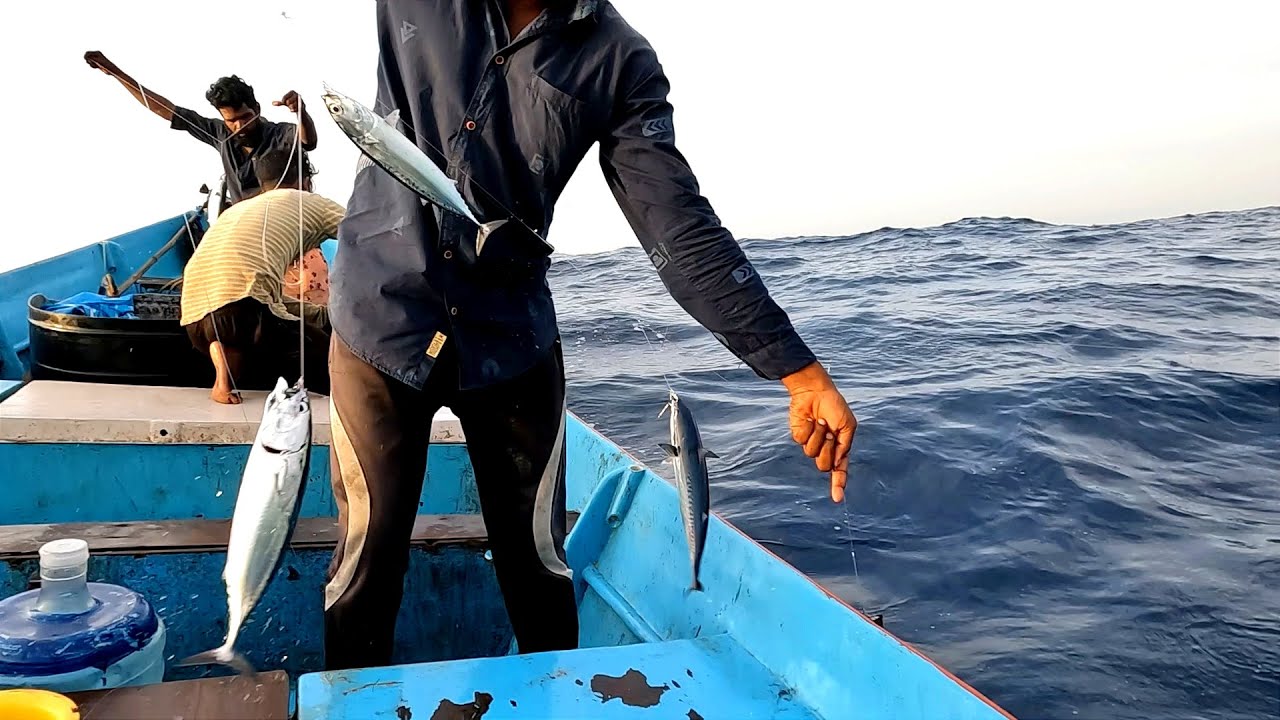 Catching Silver Belly Fish & Atlantic Mackerel Fish in the Sea - YouTube