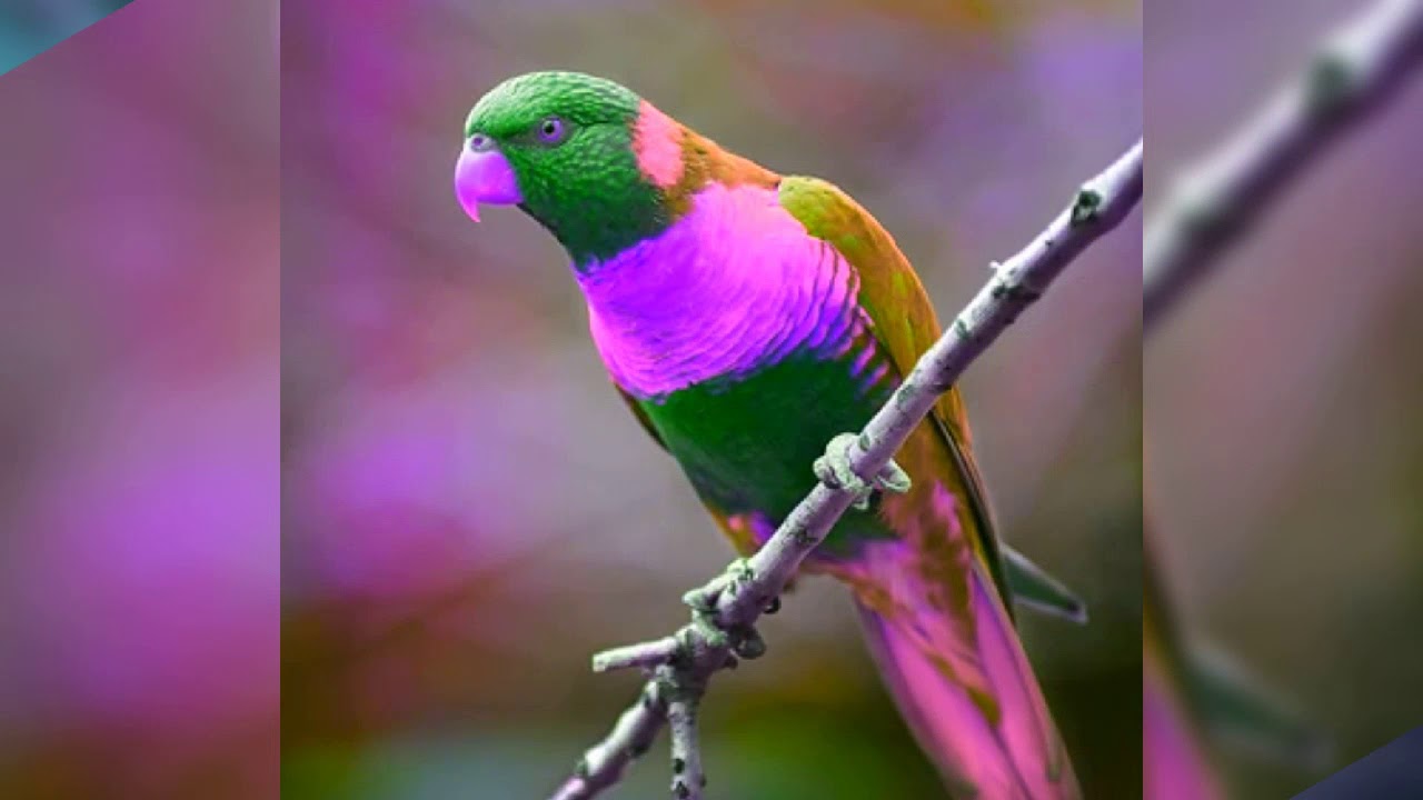 parrots, beautiful birds, nature - YouTube