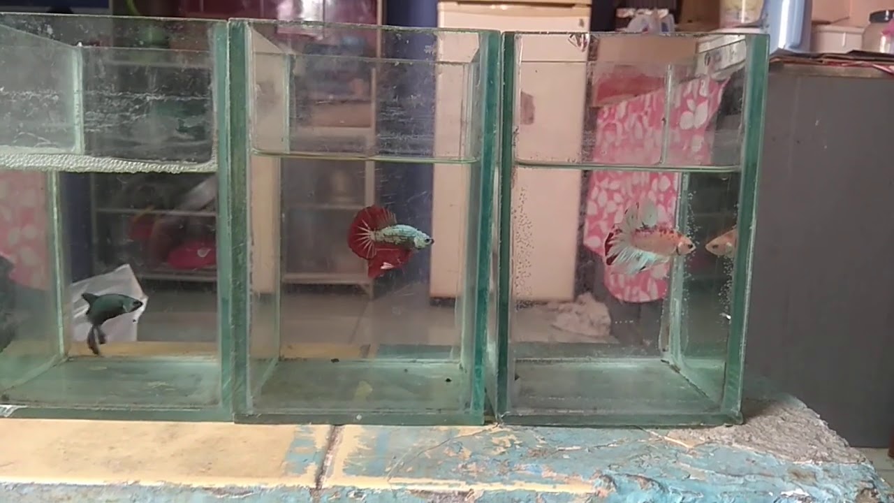 Ciri Ciri Ikan Cupang HMPK / SNI - YouTube