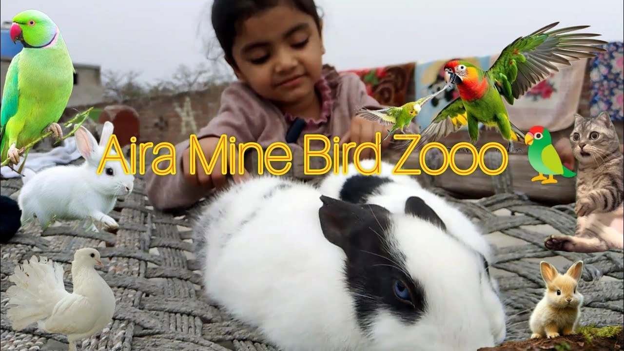 aira Mine Bird Zoo Mane Rabbit 🐰#birds #viralvideo #village #shorts # ...