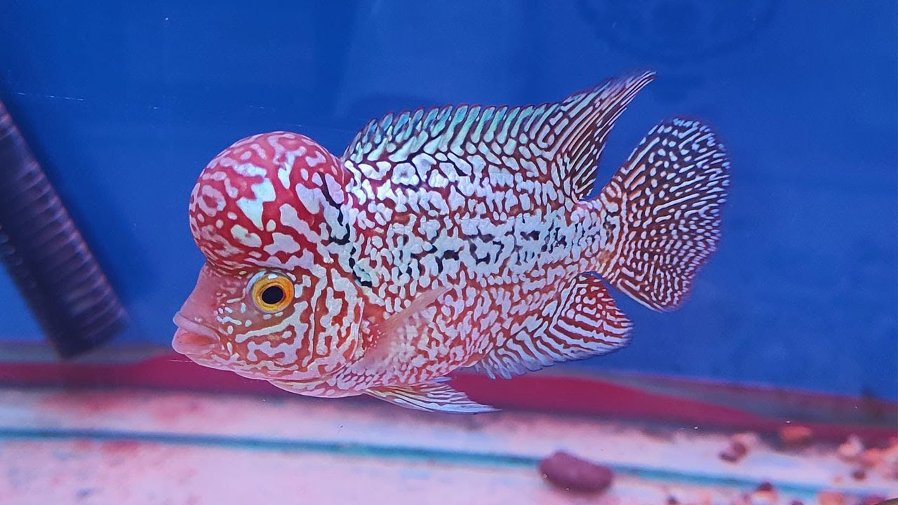 Beautiful color flowerhorn fish aquarium - YouTube