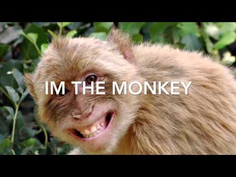 Crack monkey - YouTube