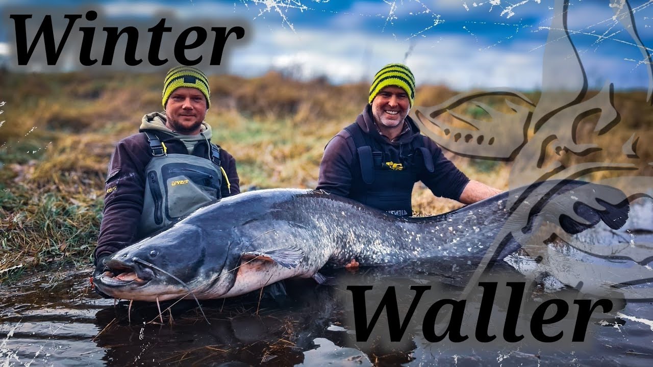 RIESIGER Wels im Winter. Winterwaller aus der Elbe. - YouTube