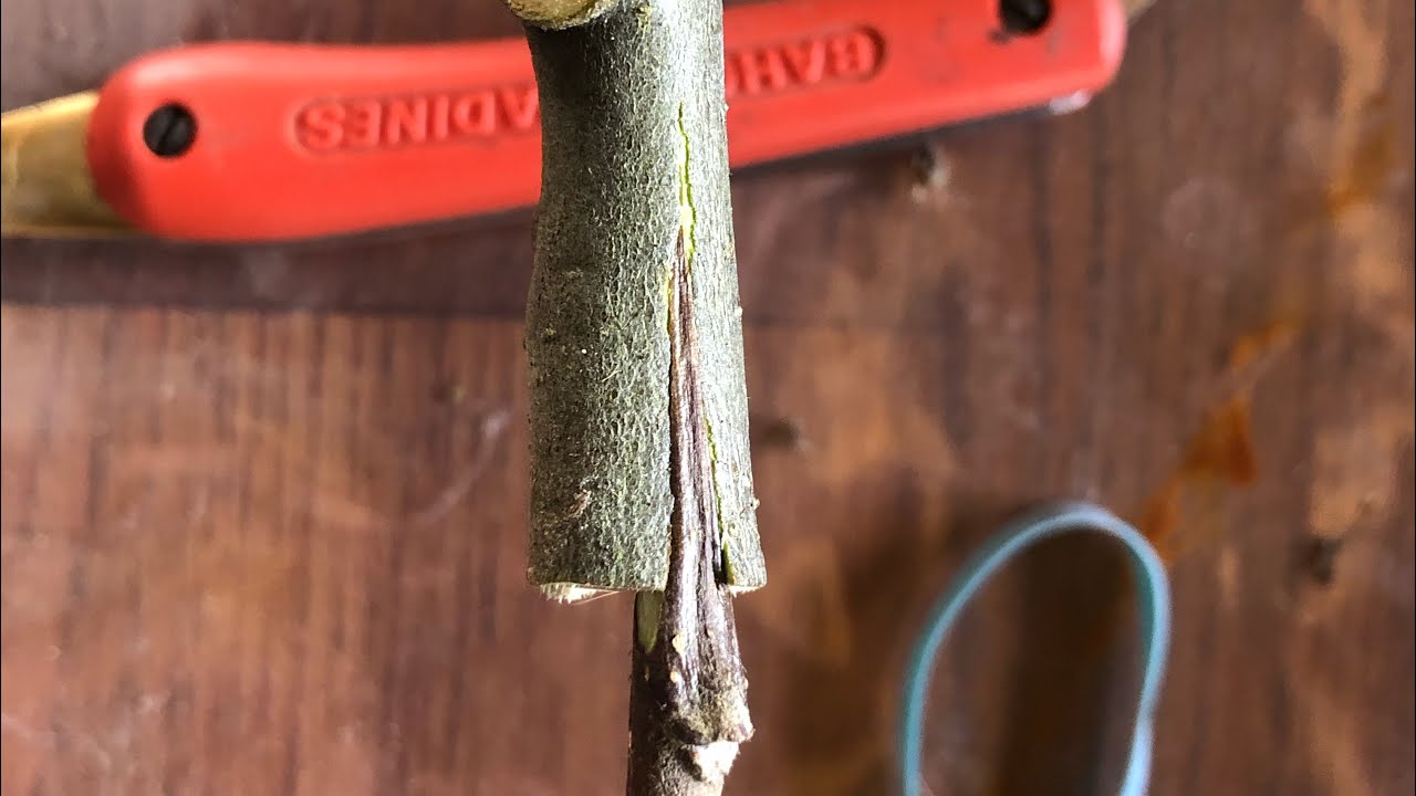 live greffage, greffe en fente et anglaise compliquée - YouTube