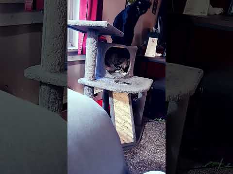 Why am I so cute?😻 - YouTube