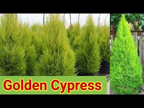 Golden Cypress plant care,गोल्डन साइप्रस (Grow,soil🌲care, water ...