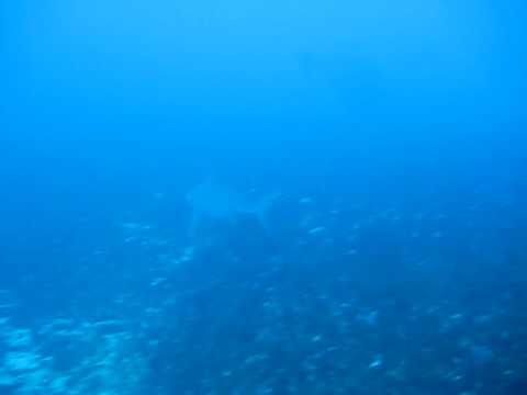 Shark 1.avi - YouTube
