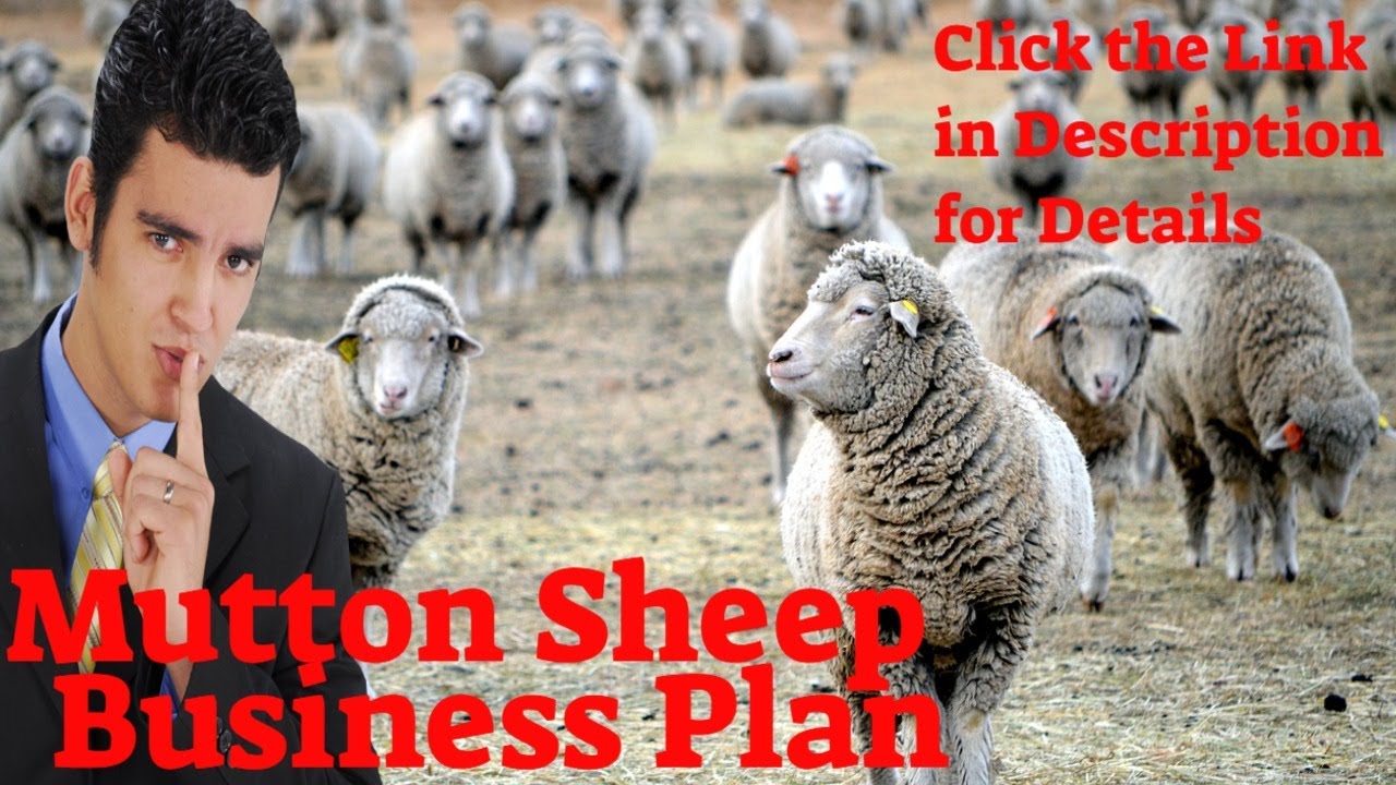 Mutton Sheep Farming Business Plan - farm business planning: finding a ...