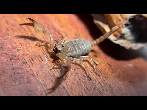 The Big BOSS, Mafia scorpion care and husbandry. (Anuroctonus ...