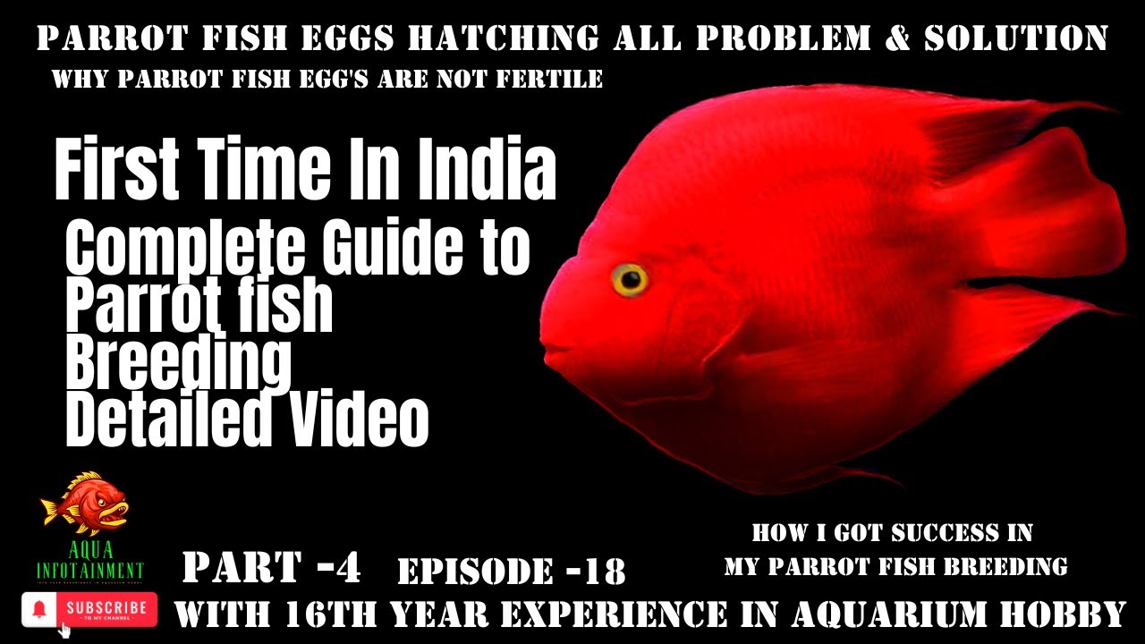 Secret of behind parrot fish breeding complete guide for eggs htachnig ...